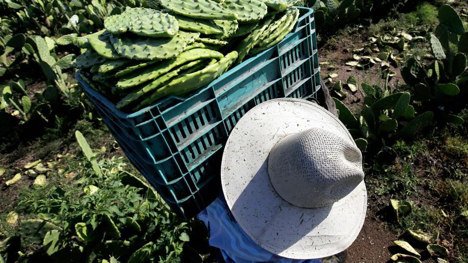 Photos: Mexico’s prickly pear cactus might solve world’s plastic ...
