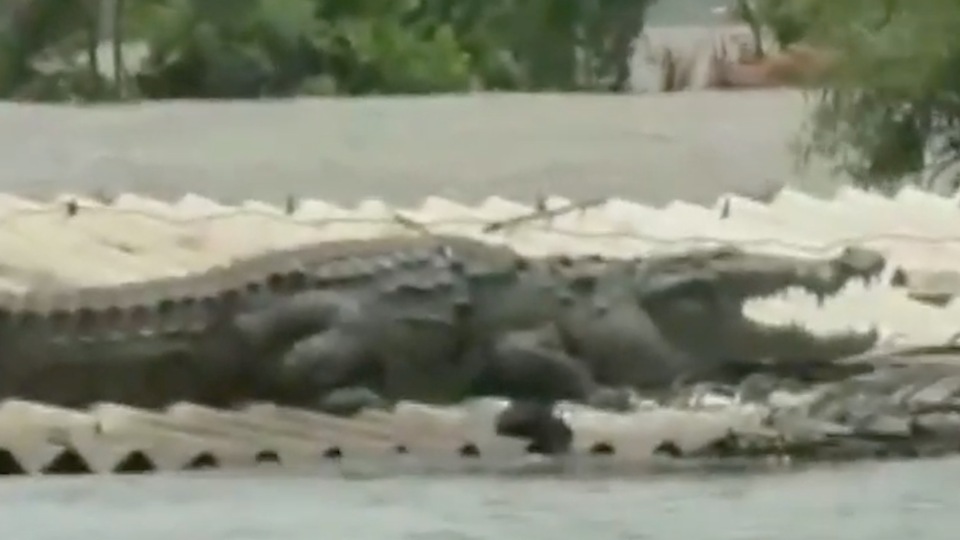 Viral video: Crocodile on roof of submerged house in flood-hit ...