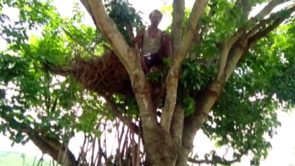 This Odisha man lives atop a tree. Here’s why | Trending