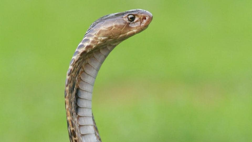 Snake scare grips Basti jail, 3 inmates bitten | Hindustan Times