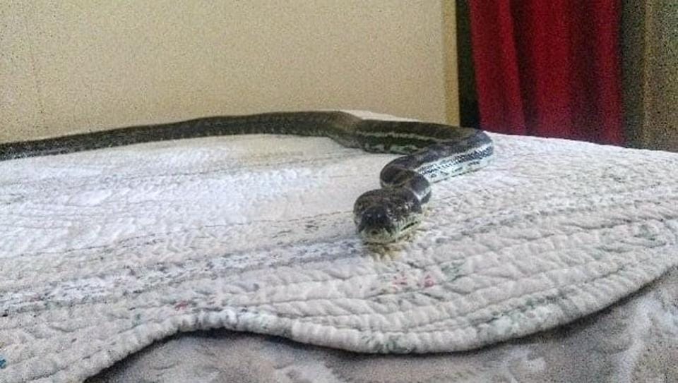 Python falls from ceiling, lands on bed. Pictures will make you go ...