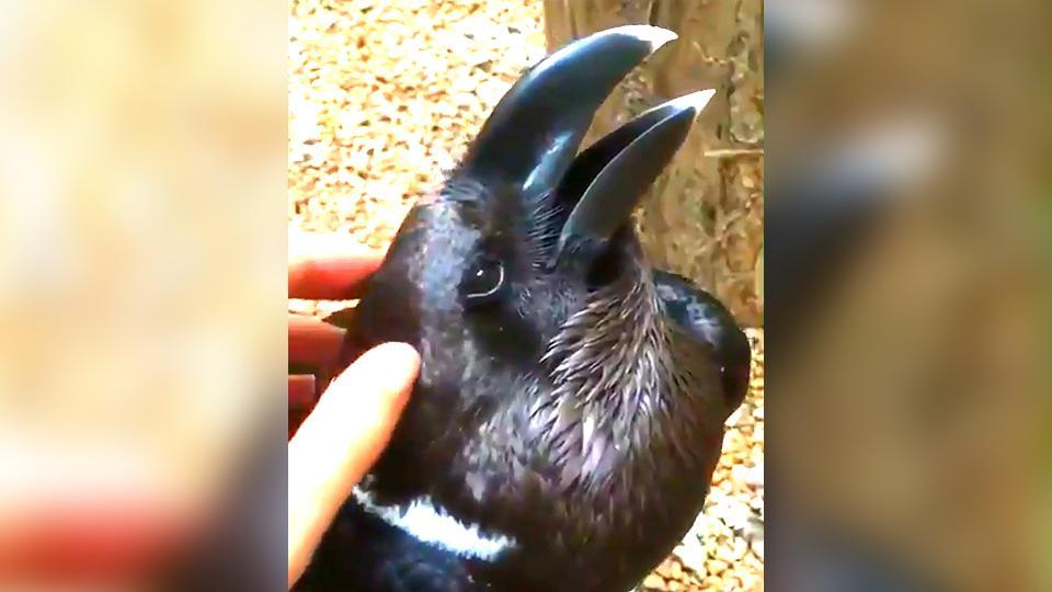 Rabbit or raven: Viral video sparks confusion on Twitter. What do you ...