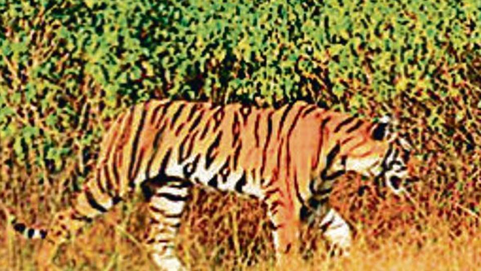 Avni’s female cub to be released into the wild after monsoon | Mumbai news