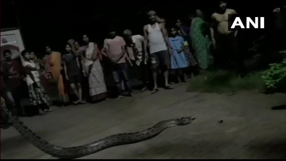 8-foot-long python caught in field in Odisha | Trending