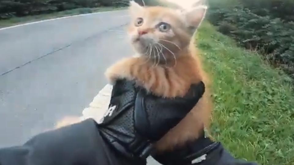 Video of two men saving a kitten’s life goes viral. Wins Twitter | Trending