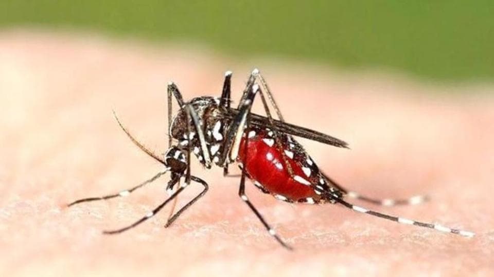 Malaria cases surged as dengue fell till September 15, MCD data shows ...