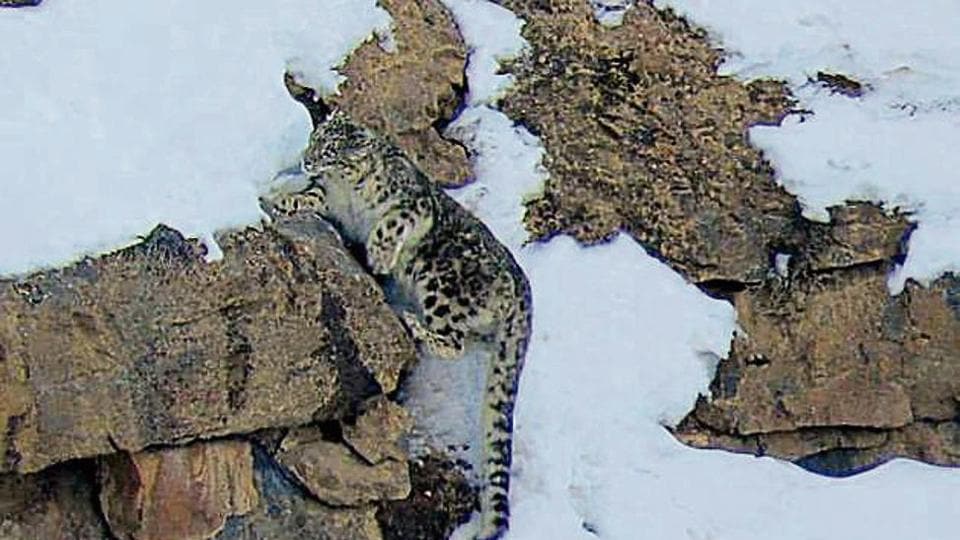 ₹130 crore allocated to protect endangered snow leopard in Himachal ...