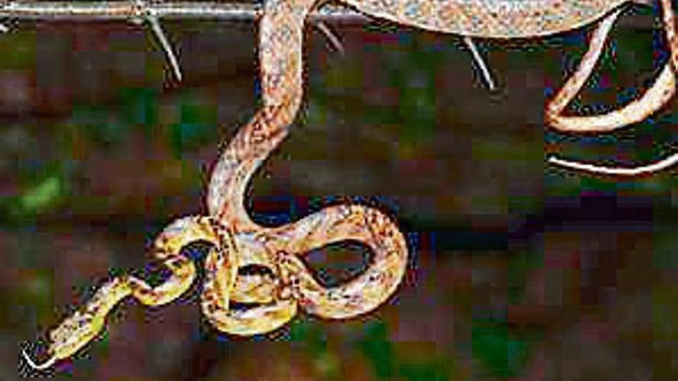 New cat snake species found; named after Uddhav Thackeray’s son ...