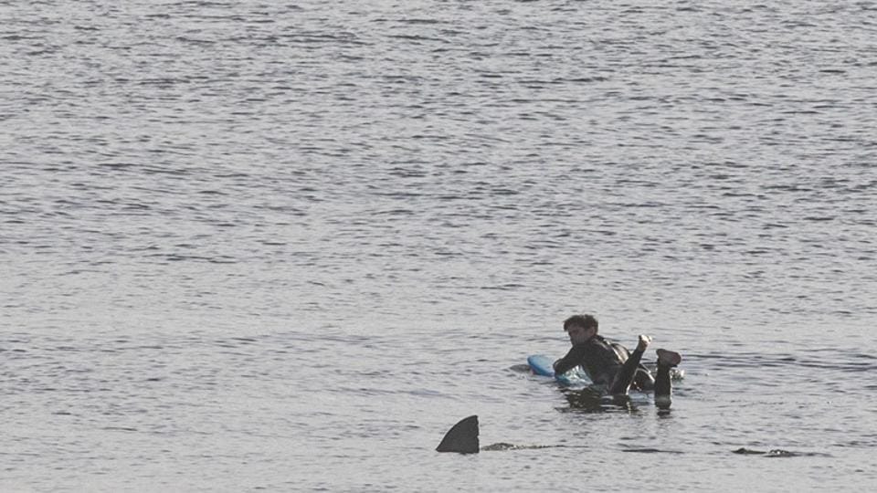 Picture of terrifyingly close call between surfer and shark goes viral ...