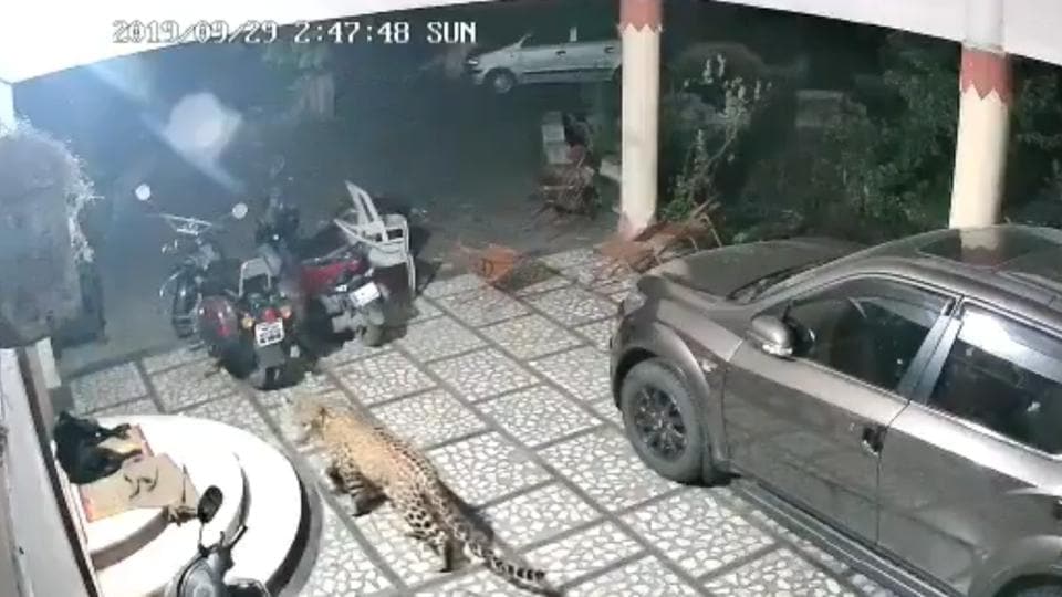 Chilling moment leopard enters Nashik home, attacks sleeping dog. Watch | Trending - Hindustan Times