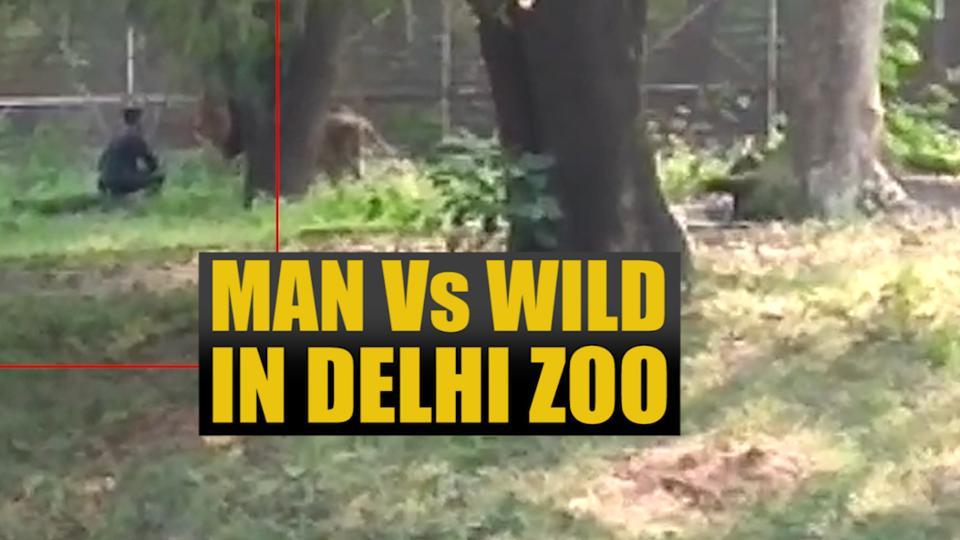 Watch: Man enters lion’s enclosure in Delhi zoo, rescued safely ...
