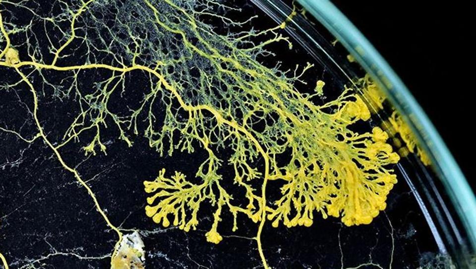 Meet Paris zoo’s new star attraction, le blob - Hindustan Times