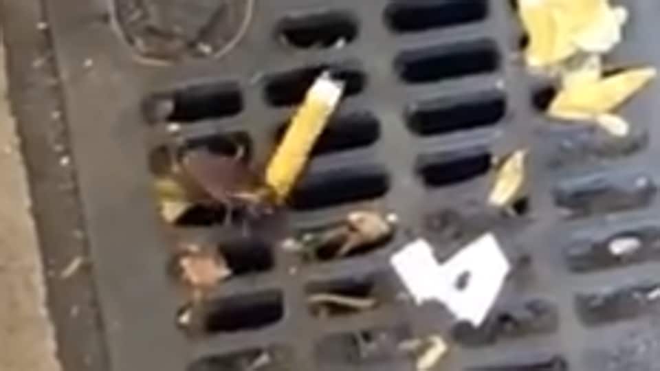 Video of cockroach ‘smoking’ cigarette sparks Twitter chatter. Seen it ...