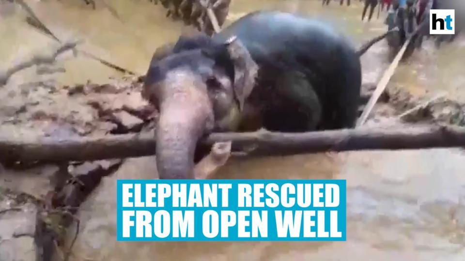 Elephant falls into open well in Odisha, rescued by forest officials ...