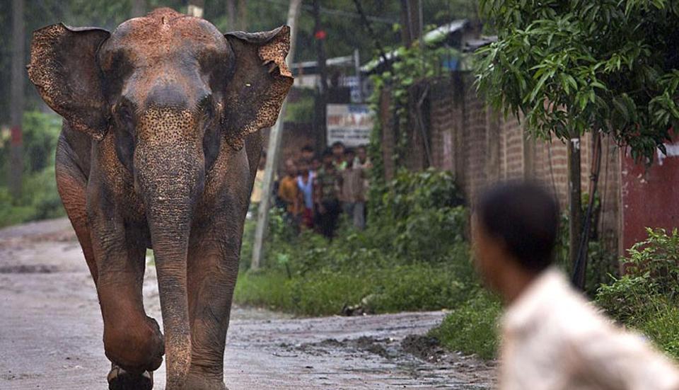 Four killed by wild elephants in north Bengal | Latest News India