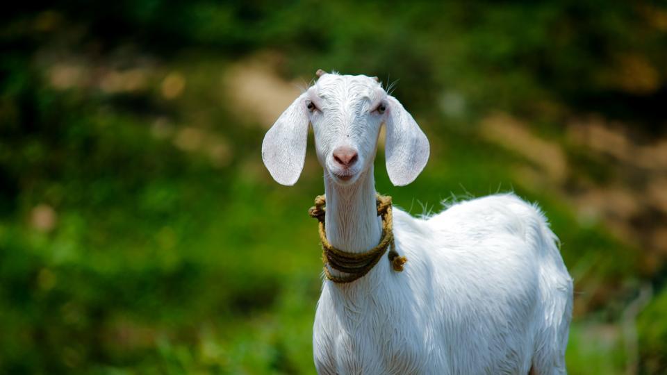 Goats become firefighters, help save library from wildfire. Here’s how ...