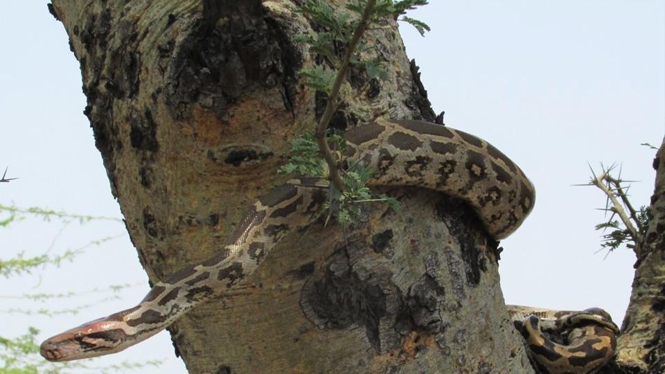 9-foot-long python rescued from Taj Mahal’s parking lot | Latest News ...