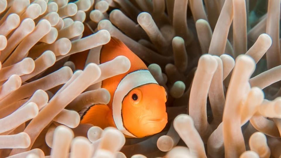 Here’s how ‘Nemo’ fish uses UV light it to find friends, food ...