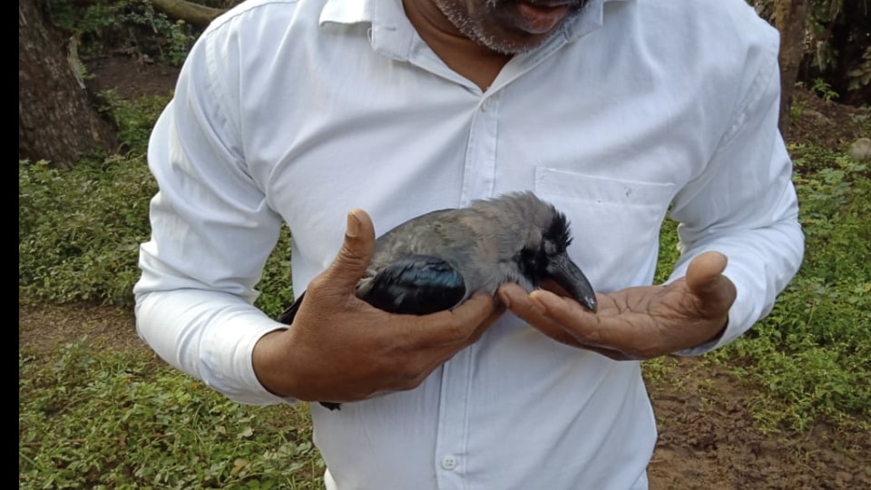 Injured crow saved on 123rd birth anniversary of Salim Ali | Hindustan ...