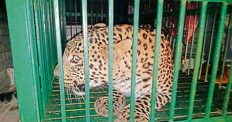 Leopard enters house in Rupnagar village, rescued - Hindustan Times