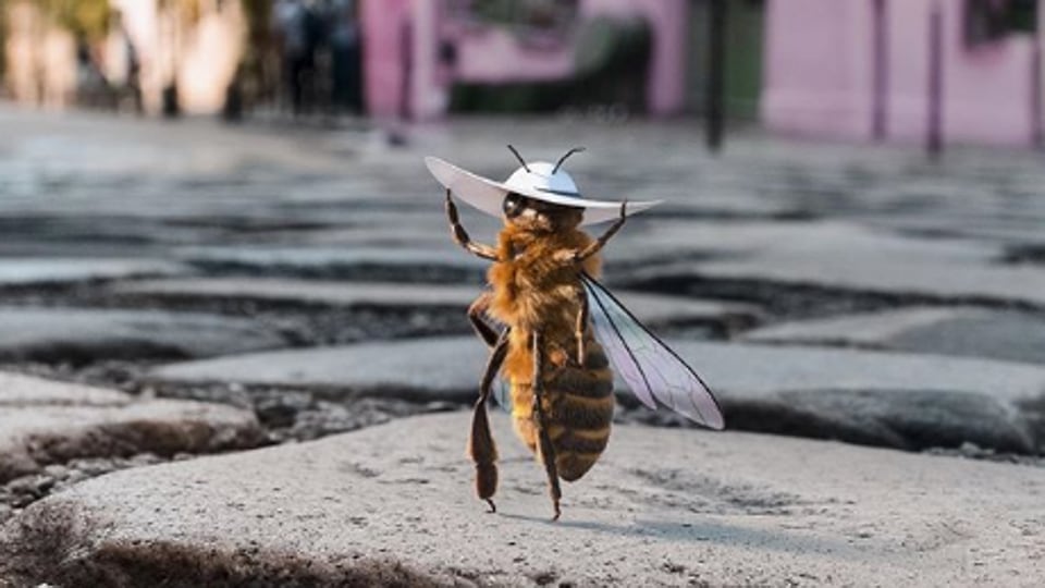 Meet B: World’s first Bee Influencer creating online buzz for this ...