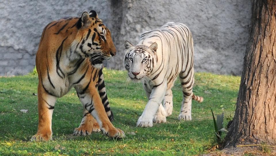 On a mutton and chicken diet, Chhatbir zoo’s white tigress Diya is ...
