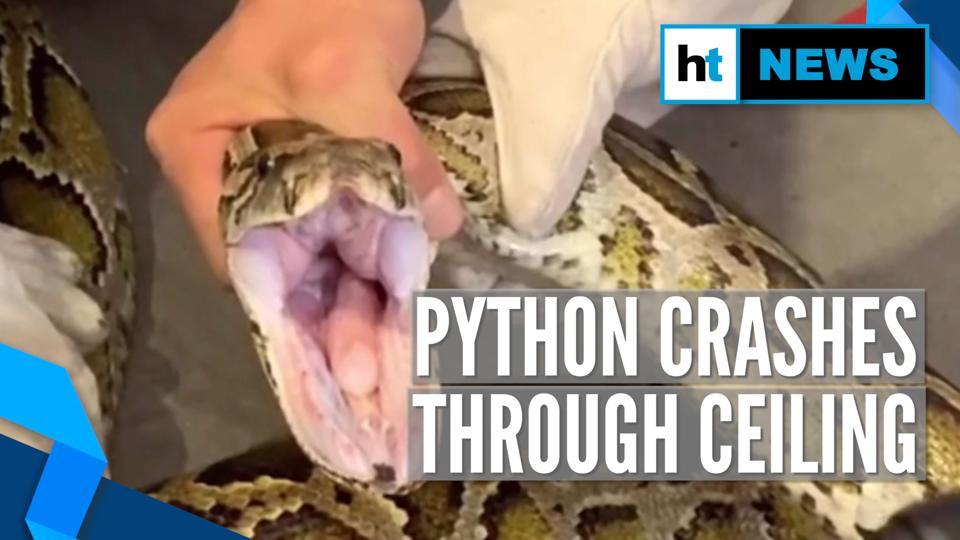 20-kg python crashes through ceiling at spa parlour in China ...