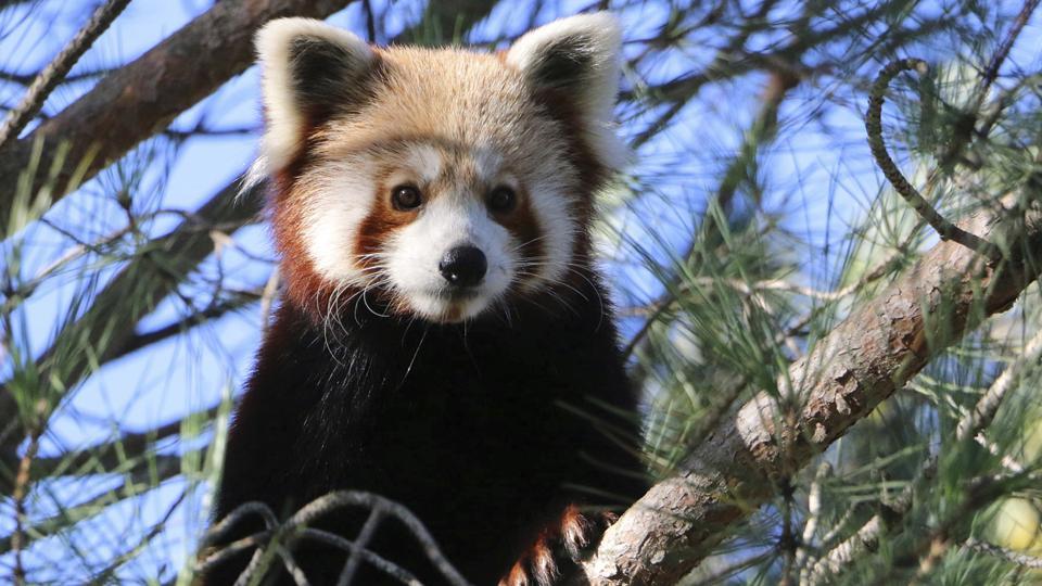 Red panda escapes, zoo advises people to keep a look at ‘top of trees ...
