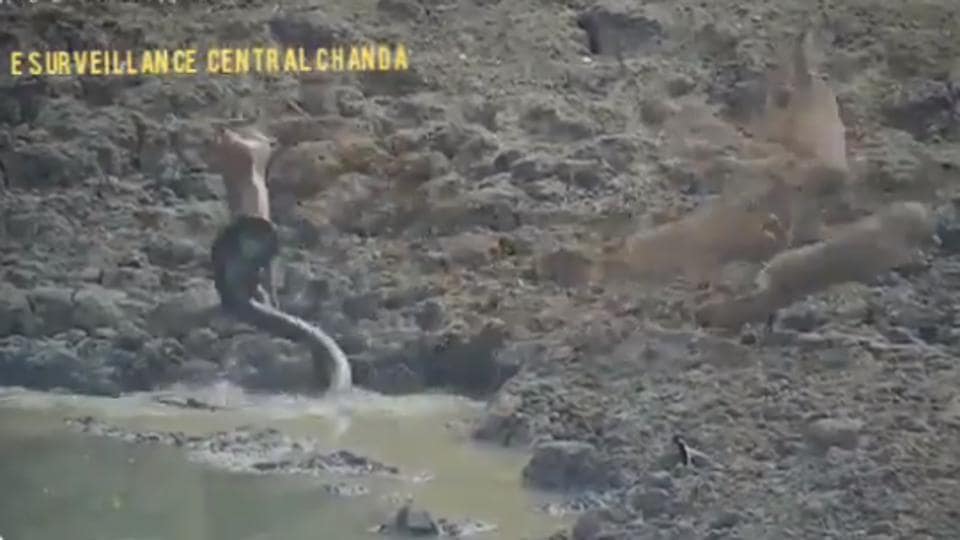Python leaps out of water, coils itself around deer. Video captures ...
