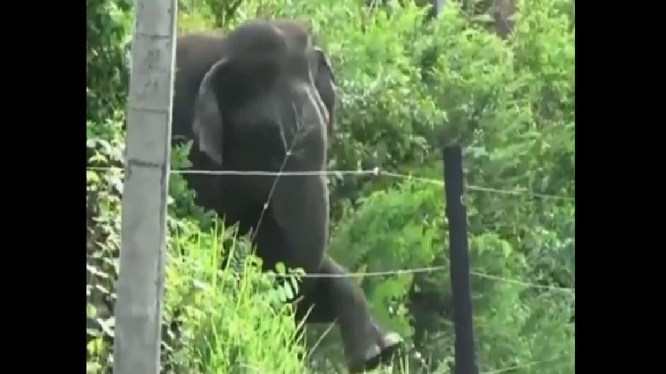 ‘Intelligent’ elephant uses this technique to break electric fence ...