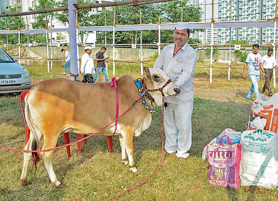Government plans to involve NRIs and IITs to help boost cow-based ...