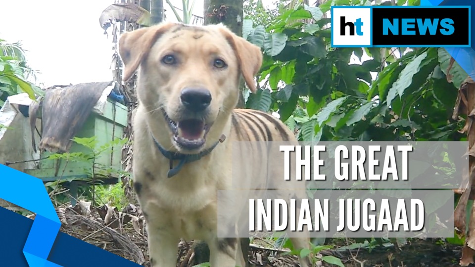 Watch: Farmer paints dog as tiger to protect his crops from monkeys ...