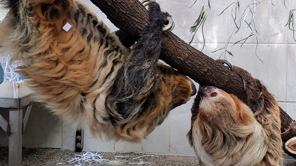 Zoo shares story of sloth couple and their ‘slow’ courtship, amuses ...