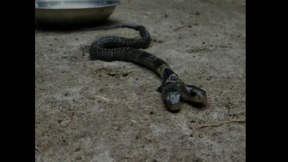 Two-headed snake spotted in West Bengal, Twitter reacts | Trending