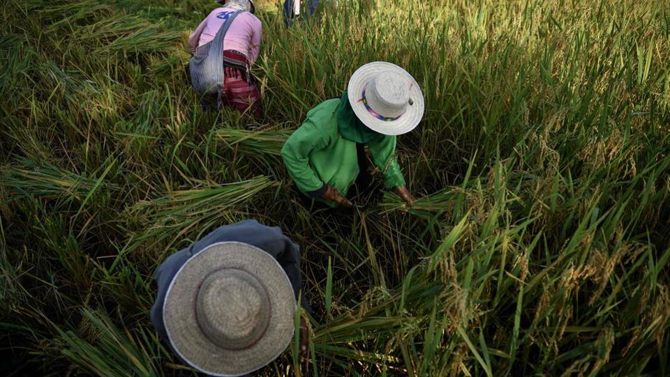 Photos: Thai rice farmers shun ‘big agribusiness’ and fight climate ...