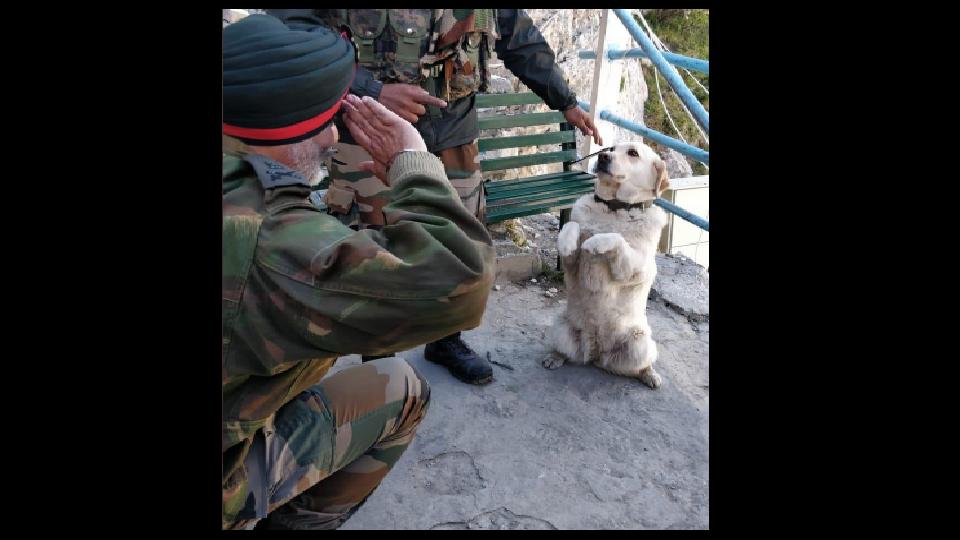 Lieutenant General salutes army dog in this adorable photo. Seen it yet ...