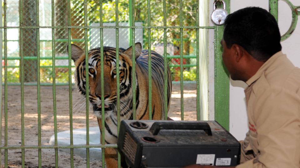 Tiger translocation plan shelved for now | Latest News India