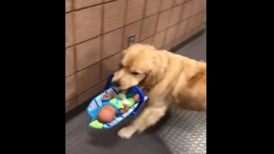 Police dog steals toy kept for donation, caught on camera. People love ...