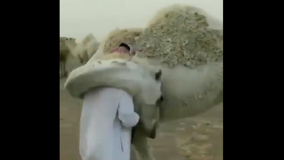 Adorable video of camel hugging its human is all kinds of delightful ...