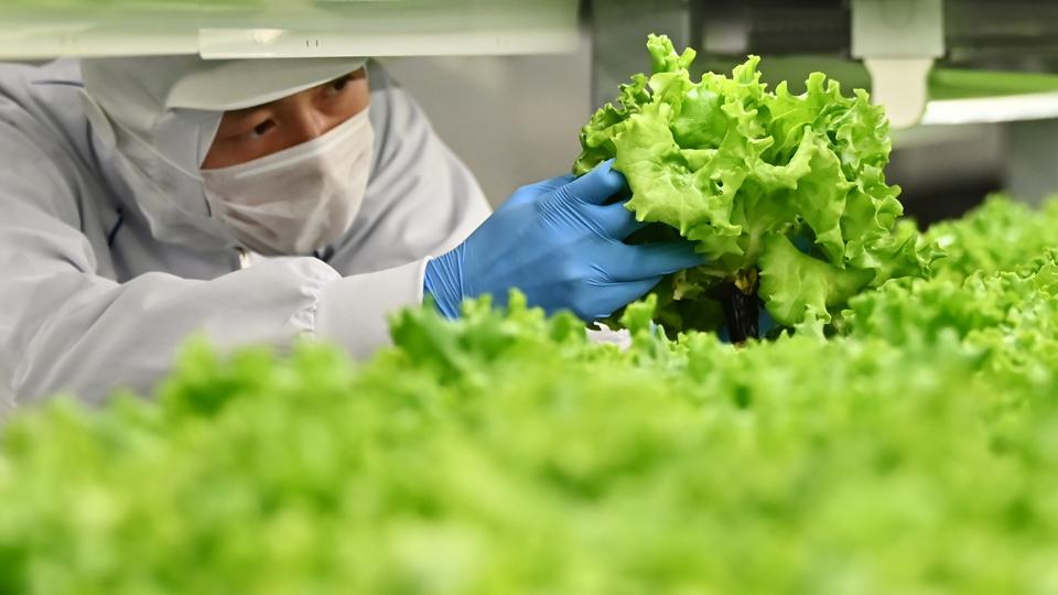 Vertical Farming In Japan
