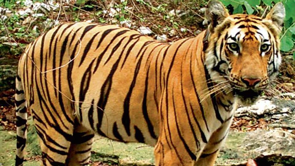 ‘Travel shows how important tiger corridors are’ | Mumbai news