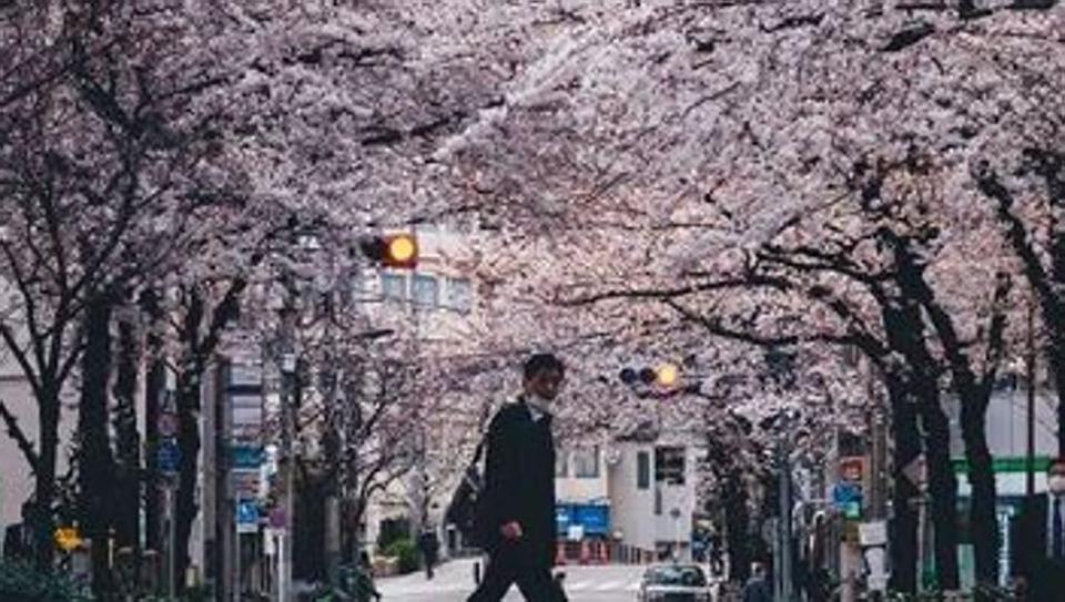 PHOTOS: Discovering the pink petal land of Japan | Hindustan Times