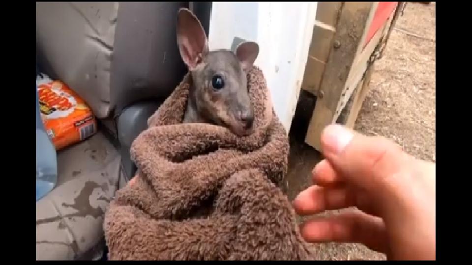 Firefighter wins hearts with rescue of baby kangaroo from Australia ...