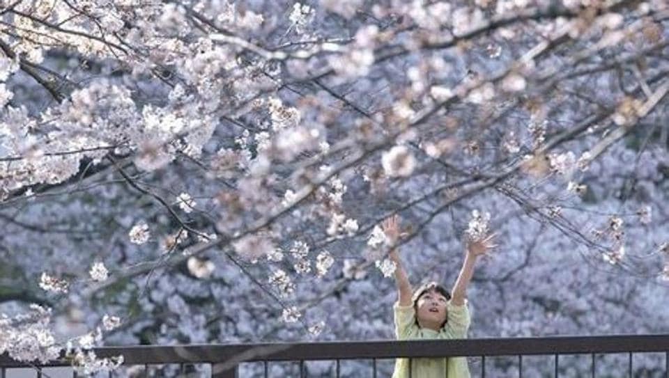 Discovering the pink petal land of Japan | Travel