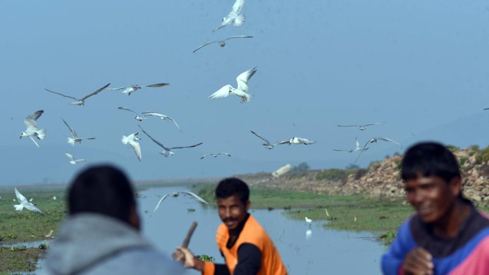 Photos: Over 11 lakh migratory birds visit Odisha’s Chilika lake ...