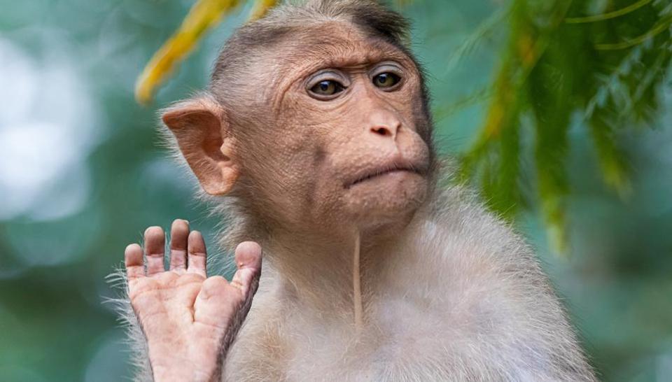 People in Karnataka perform beloved monkey’s last rites, construct ...