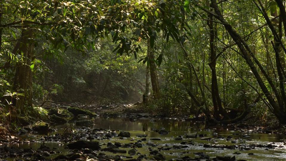 Tropical rainforests combat challenging climate changes | Hindustan Times