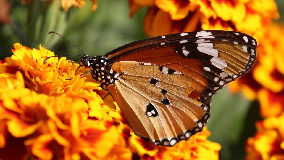 Half a million insect species face extinction - Hindustan Times