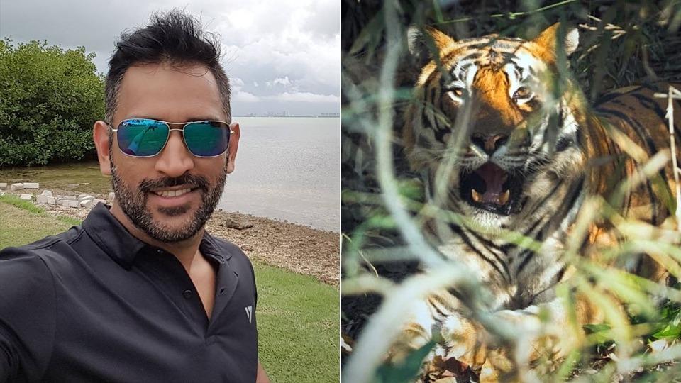 Mahendra Singh Dhoni shares pic of big cat, ‘tiger meets tiger’ say ...