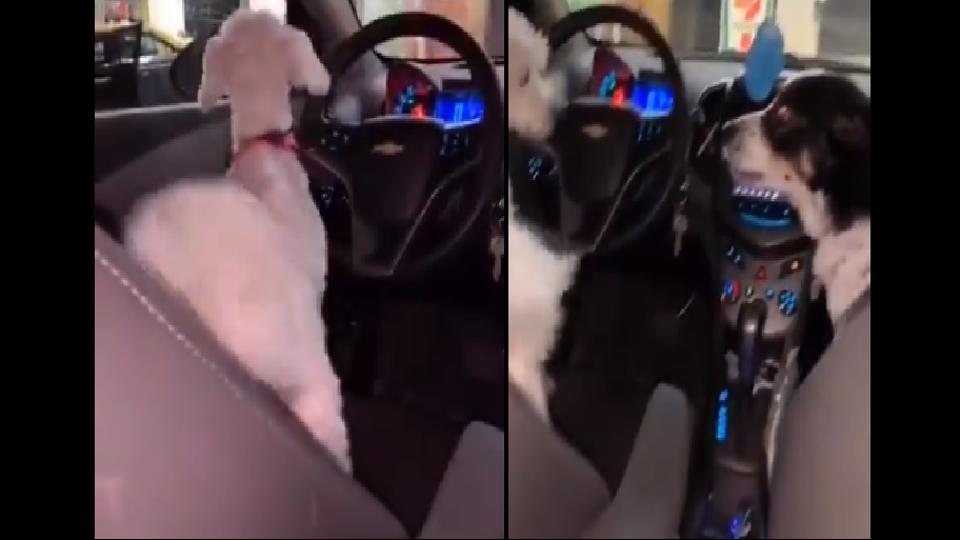 Fed up dog makes barking dog ‘shut up’, TikTok clip goes viral. Watch ...